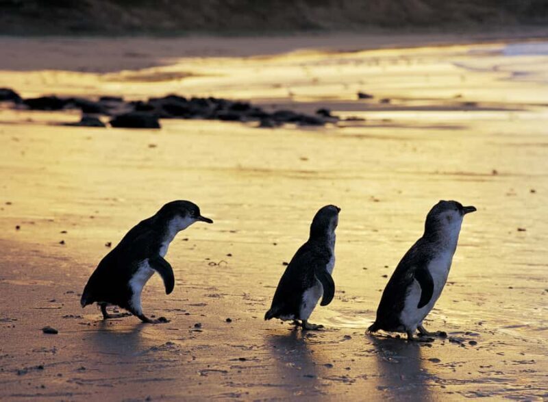 Full-Day Private Australian Wildlife Tour of Phillip Island - What Makes This Tour Stand Out?