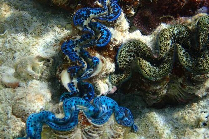 Full-Day Private Boat Tour of Bora Bora Lagoon with Snorkel - What Makes This Tour Stand Out?