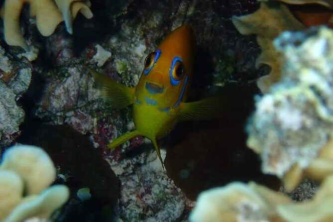 Full-Day Private Boat Tour of Bora Bora Lagoon with Snorkel - Who Should Consider This Tour?