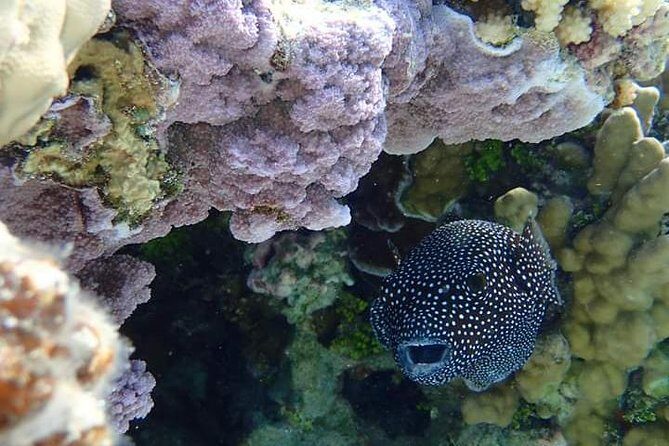 Full-Day Private Boat Tour of Bora Bora Lagoon with Snorkel - FAQ