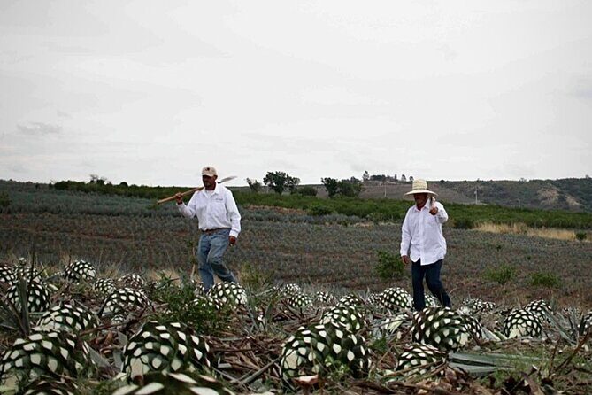 Full Day Private Guided Tour of Arandas Jalisco Distilleries - FAQ