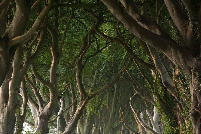 Full Day Private Luxury Tour of Causeway Coast (Giants Causeway) - The Sum Up