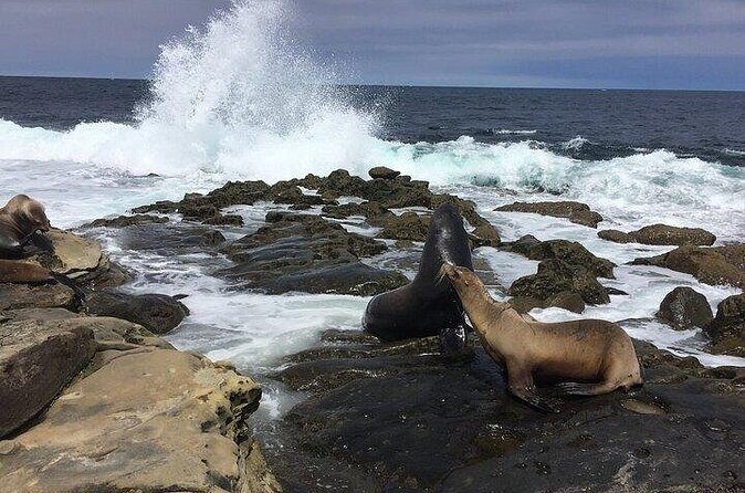 Full Day Private SD Tour from Encinitas - The Sum Up