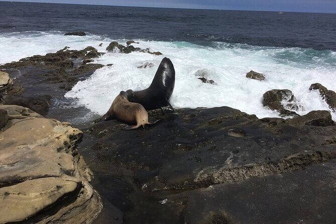 Full Day Private SD Tour from La Jolla - An Authentic Look at the Full Day San Diego Experience