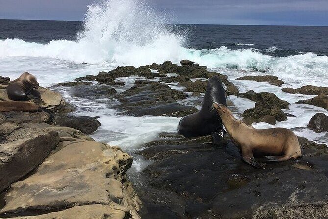 Full Day Private SD Tour from Oceanside - A Deep Dive into the Tour Experience