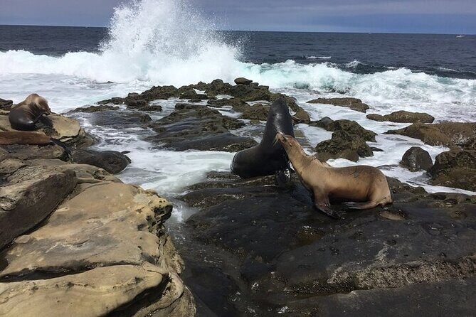 Full Day Private SD Tour from Solana Beach - What Makes This Tour Stand Out?