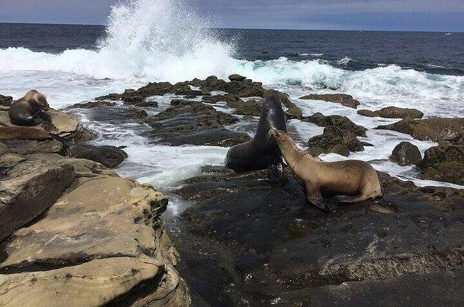 Full Day Private SD Tour from Solana Beach - FAQ