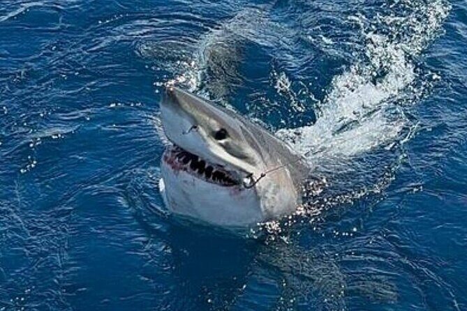 Full Day Private Sportfishing Charter in Fort Lauderdale - The Sum Up