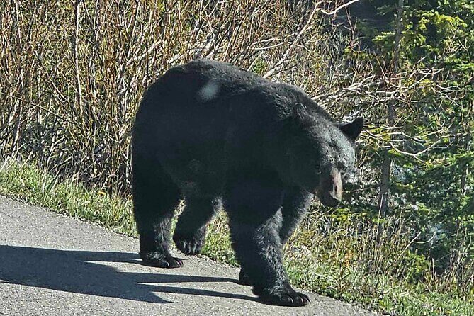 Full Day Private Tour Banff/Yoho Customized Sightseeing - FAQ