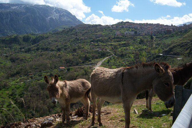 Full Day Private Tour in Medieval Villages and Vineyard in Cefalù - The Sum Up