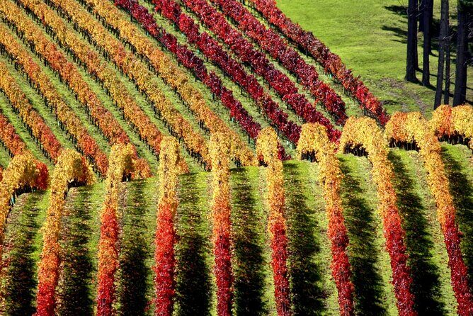 Full Day Private Waiheke Island Wine Tour Including Lunch - The Experience Breakdown: What You Can Expect