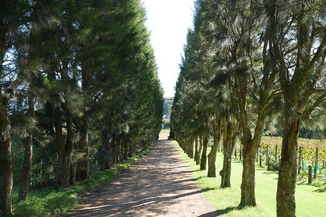 Full Day Private Waiheke Island Wine Tour Including Lunch - Who Should Book This Tour?