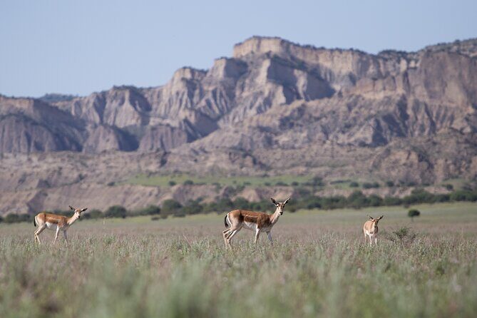 Full-Day Private Wilderness Tour in Vashlovani National Park - The Sum Up