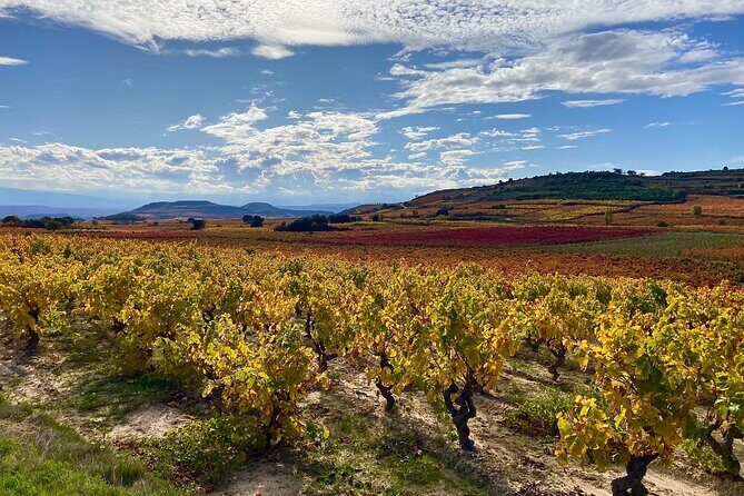 Full-Day Private Wine Tasting Tour in La Rioja with lunch - Key Points