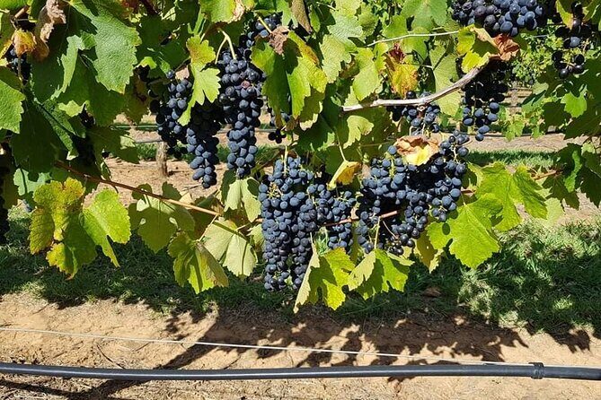 Full Day Private Wine Tour Exclusively Tailored To Suit You - Who Is This Tour Best For?