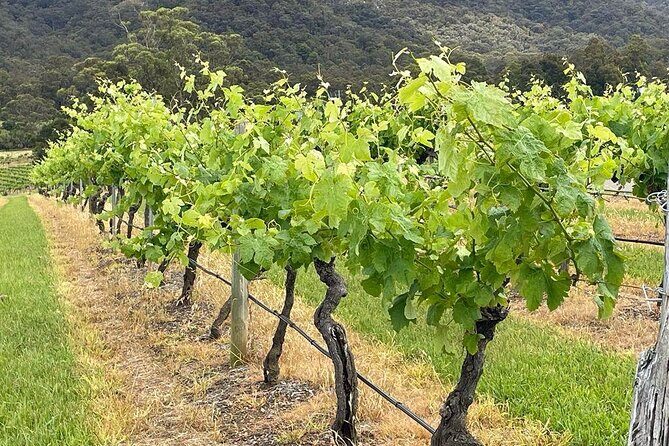 Full Day Private Wine Tour Exclusively Tailored To Suit You - The Sum Up