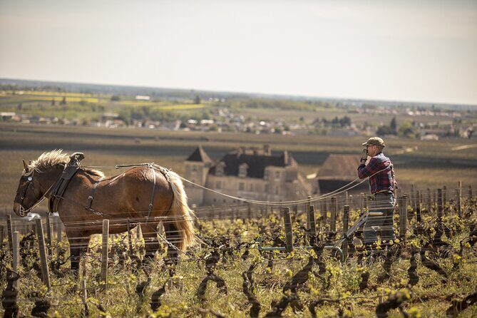 Full-Day Private Wine Tour in Côte de Nuits - Key Points