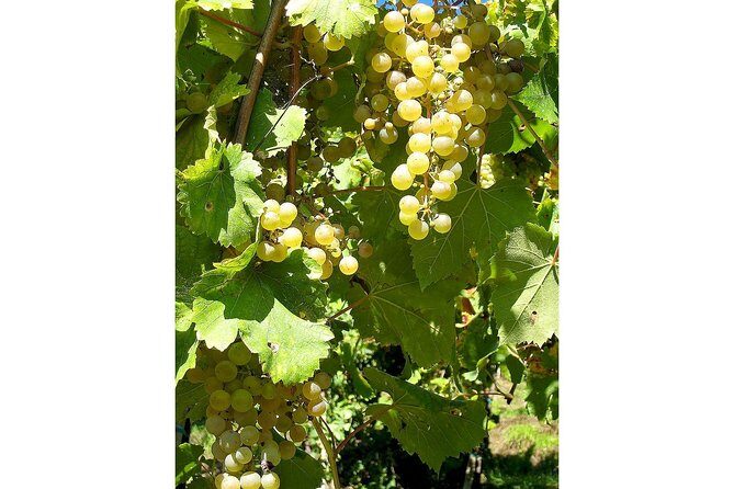 Full Day Prosecco and Cheese Tasting from Venice - Final Thoughts