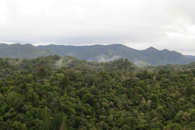 Full-Day Rainforest Getaway in Northland - Key Points: