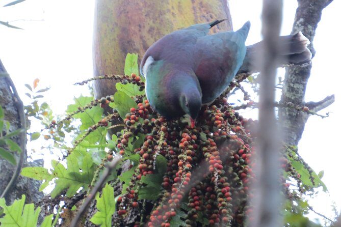 Full-Day Rainforest Getaway in Northland - An In-Depth Look at the Northland Rainforest Tour