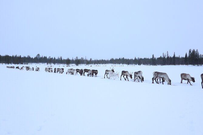 Full-Day Reindeer Tour with Pickup in Kiruna - Practical Details and Considerations
