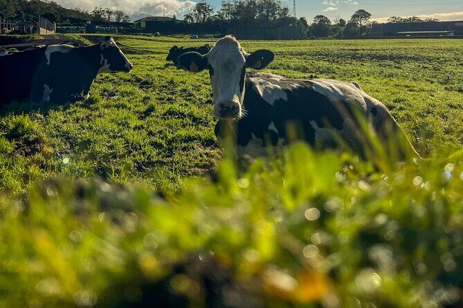 Full Day Sete Cidades with Whale Watching at Mosteiros - FAQs