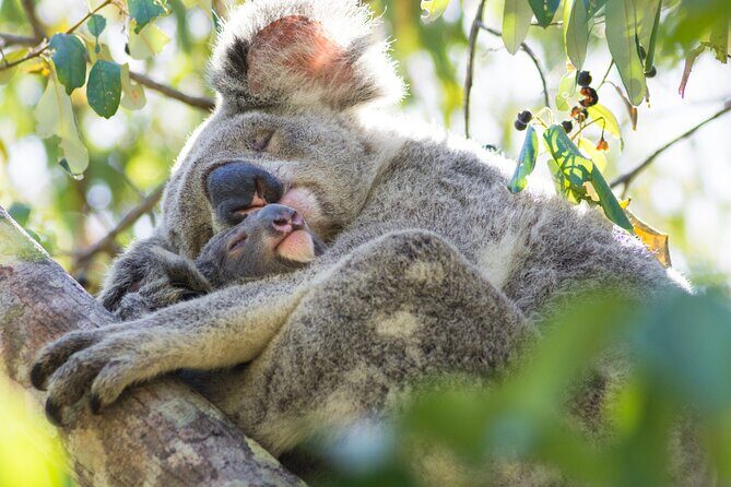 Full day Shared Tour to Twelve Apostle (Melbourne Chinese Tour) - FAQ