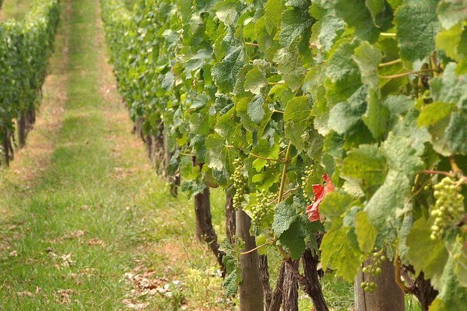 Full Day Small Group Pompeii Tour from Sorrento with Local Wine Tasting - Analyzing the Cost and Overall Value