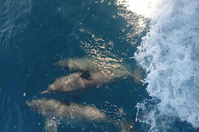 Full Day Snorkelling Cruise in Tranquility Island Resort - FAQs