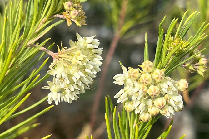 Full Day Teotitlan Del Valle Village Private Tour - FAQ