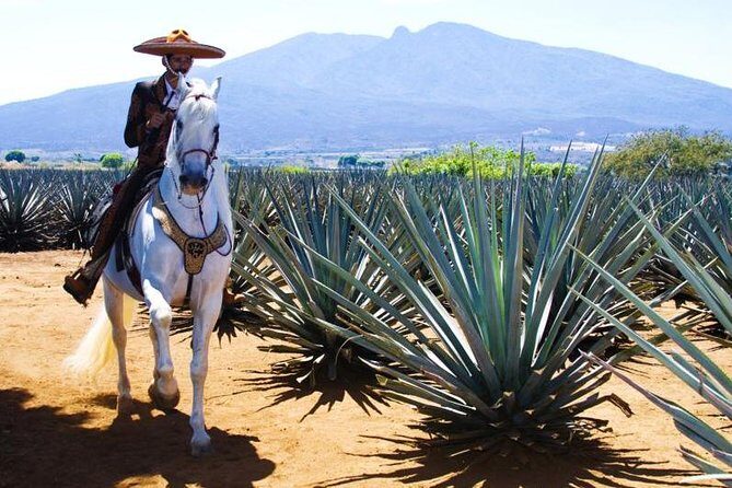 Full-Day Tequila, Jalisco from Puerto Vallarta with Tequila Experience - Who Is This Tour Best Suited For?