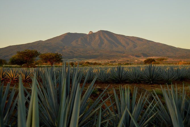 Full-Day Tequila Tour from Guadalajara - Introduction