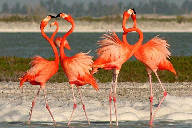 Full Day Tour from Cancun Rio Lagartos and Las Coloradas - An In-Depth Look at the Tour Experience