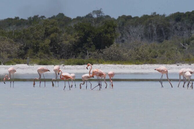 Full Day Tour from Tulum to Rio Lagartos - Who Will Love This Tour?