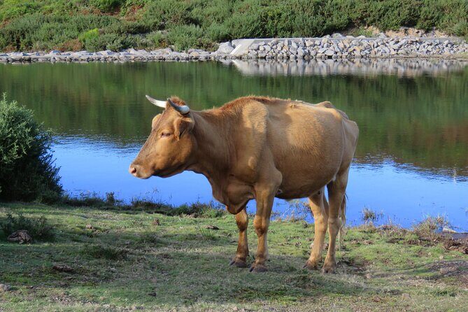 Full Day Tour in 4x4 Jeep to Porto Moniz and Fanal - FAQs