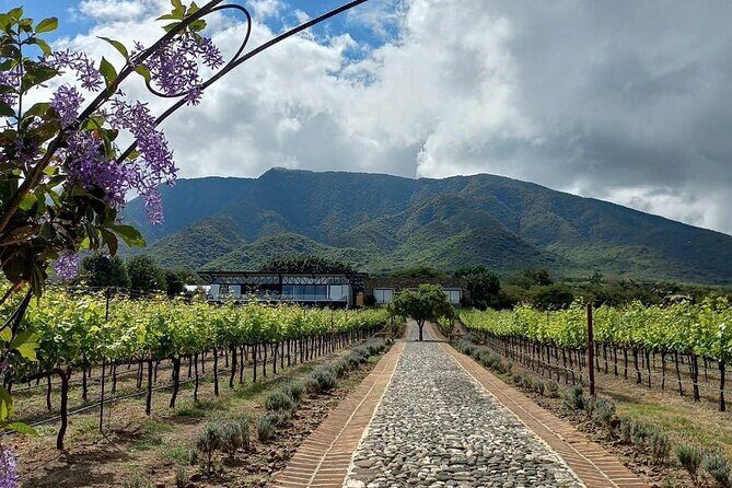 Full Day Tour in Finca Estramancia Vineyard with stop in Chapala - Authentic Experiences and Guest Insights