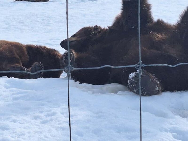 Full-day Tour in Turnagain - Key Points