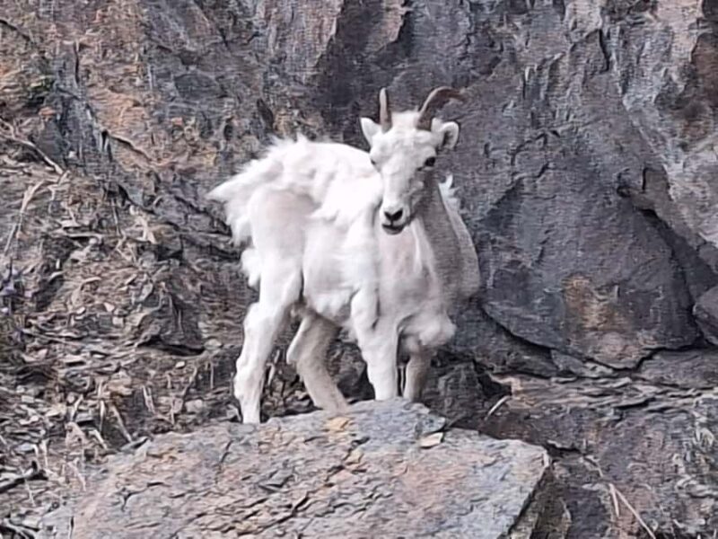 Full-day Tour in Turnagain - Introduction to the Tour