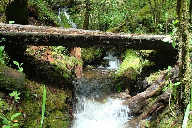 Full-Day Tour Llano Grande Waterfalls and Coffee Plantation in Huatulco! - A Complete Breakdown of the Tour Experience