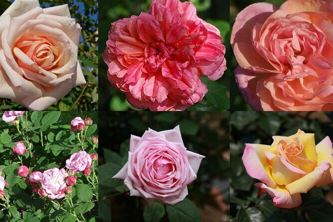 Full day tour Medieval Villages Grasse Gourdon Tourettes St Paul - The Sum Up: Who Should Book This Tour?