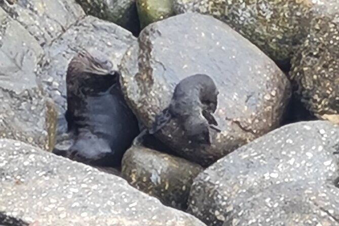 Full Day Tour of the Sights and Tastes of the West Coast - The Experience in Detail: Why It Works