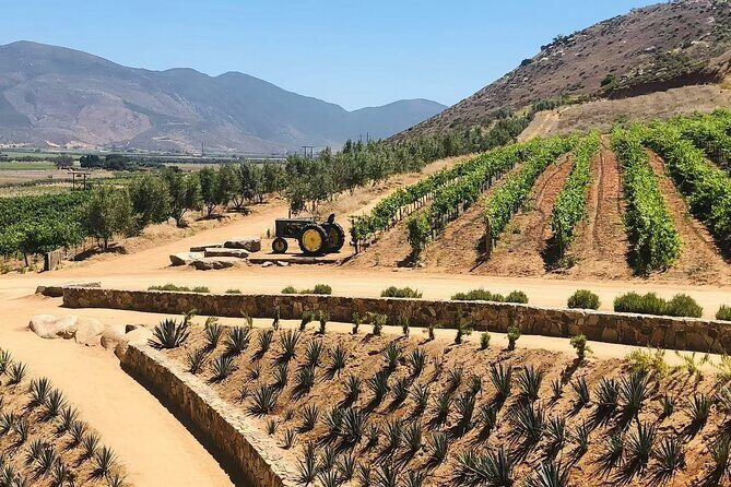 Full Day Tour on the Wine Route, Valle de Guadalupe - Exploring Valle de Guadalupe’s Wine Scene