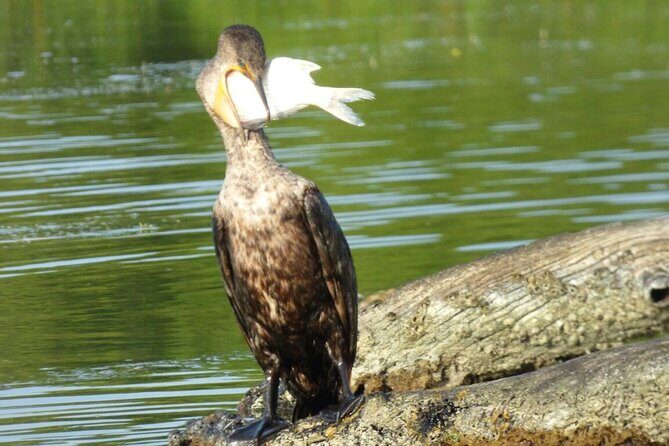 Full Day Tour Río Lagartos with Pickup from Mérida 7 AM - Final Thoughts on the Experience