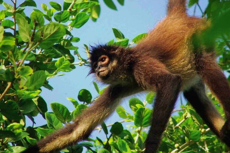 Full Day Tour to Cobá Ruins, Punta Laguna & Cenote - Frequently Asked Questions