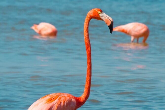 Full Day Tour to Coloradas & Rio Lagartos - Exploring Las Coloradas: The Pink Lagoons