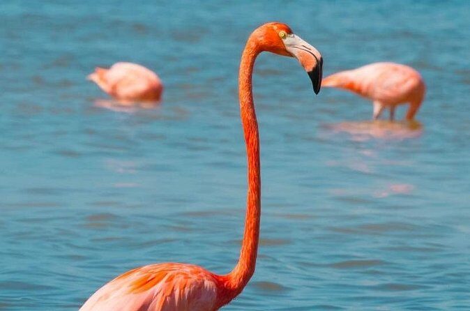 Full Day Tour to Coloradas & Rio Lagartos - Crocodile Farm Experience: Close Encounters