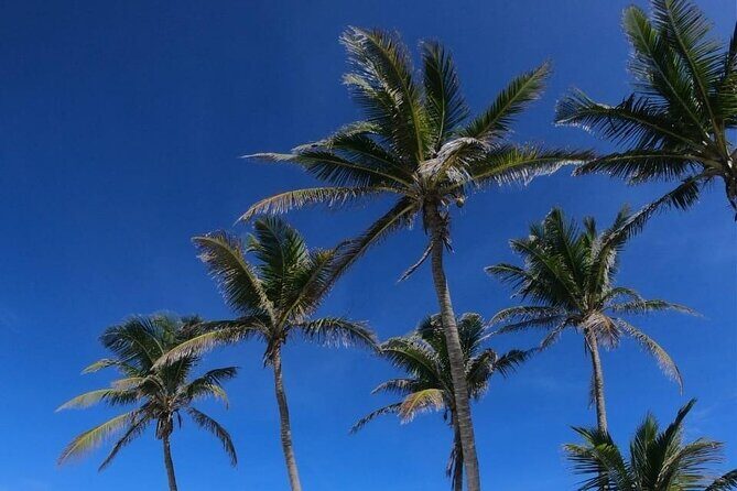 Full Day Tour to Isla Contoy and Isla Mujeres from Cancun - Isla Contoy National Park: The Reef & Wildlife Encounter