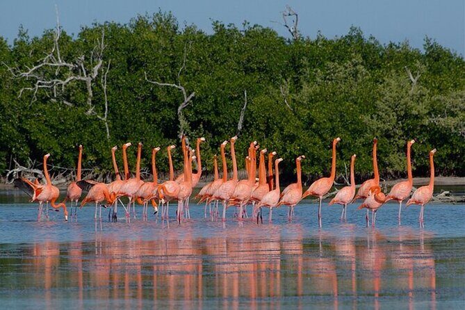 Full day tour to Rio Lagartos and Las Coloradas from Riviera Maya - Insights from Traveler Experiences