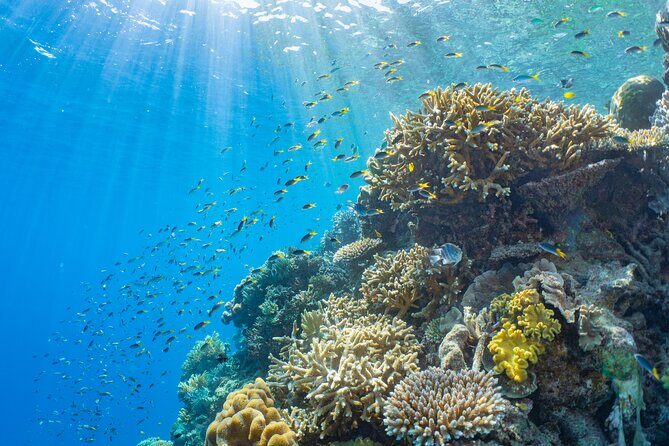 Full Day Tour to Sunlover Cruises Moore Reef and Fitzroy Island - The Real Experience: What Travelers Say  