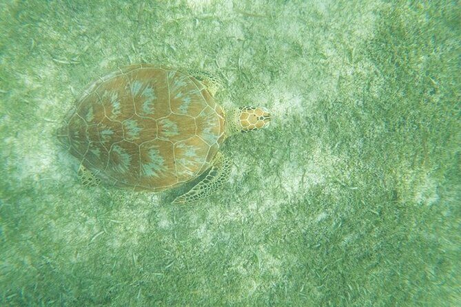 Full Day Tulum Ruins Tour with Cenote and Snorkeling Sea Turtles - FAQs